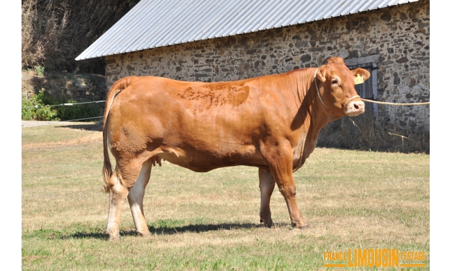 CHATELAIN | Fiche taureau