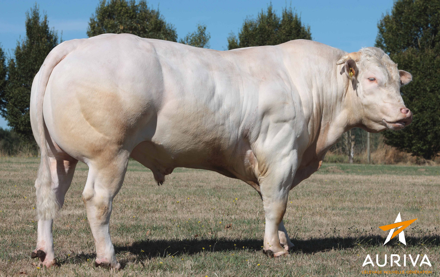 Fiche taureau - Impression