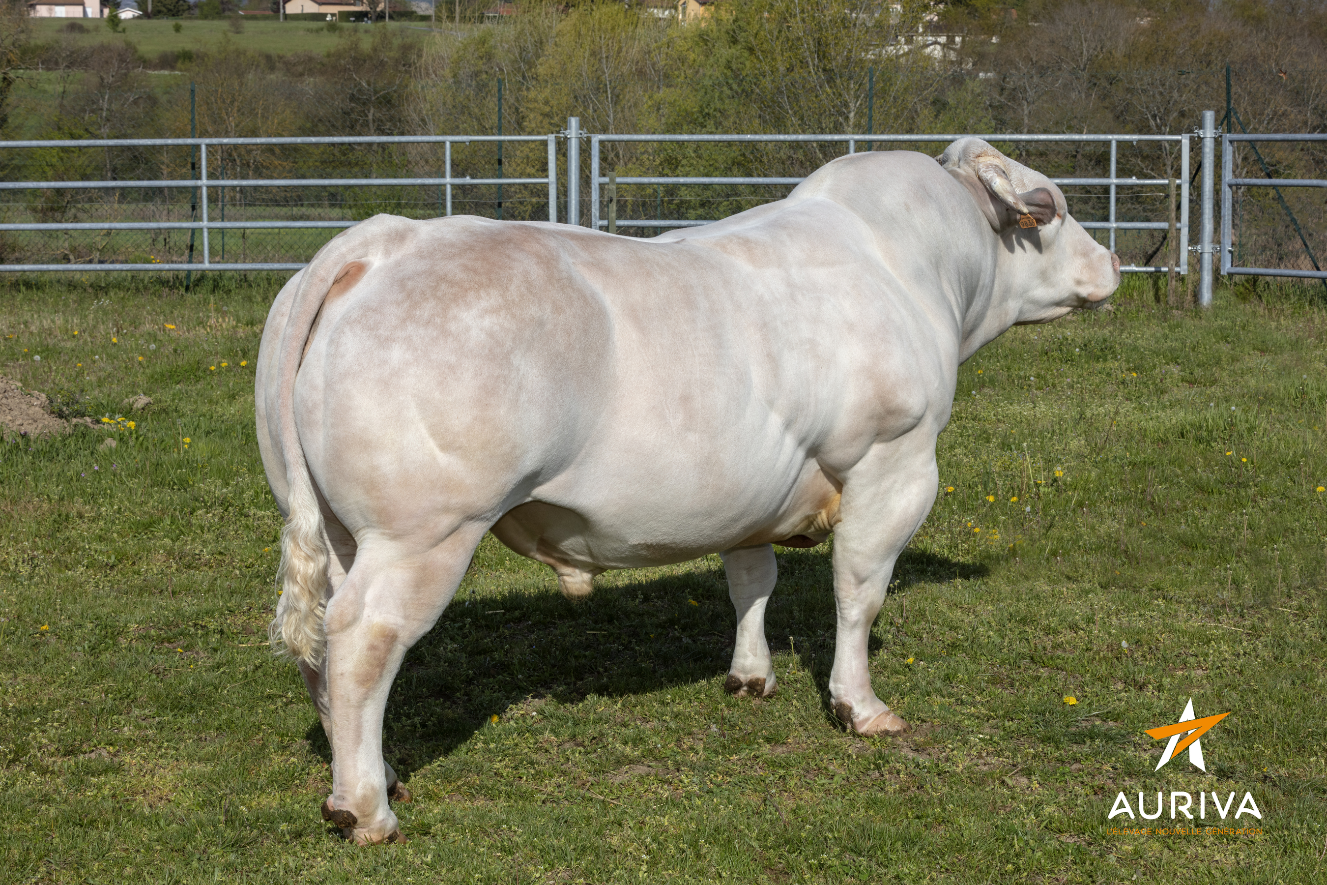 Fiche taureau - Impression